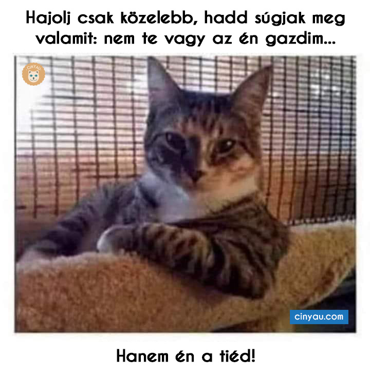 Na gyere ide, mondom a tutit! - CiNYAU